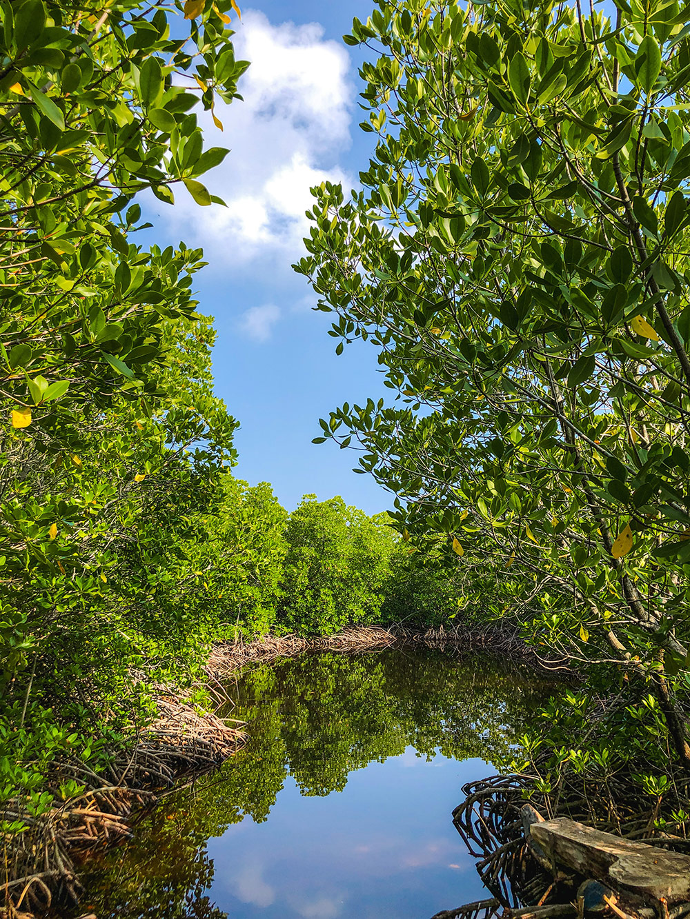 1. Exploring the role of biosphere integrity in human well-being ...